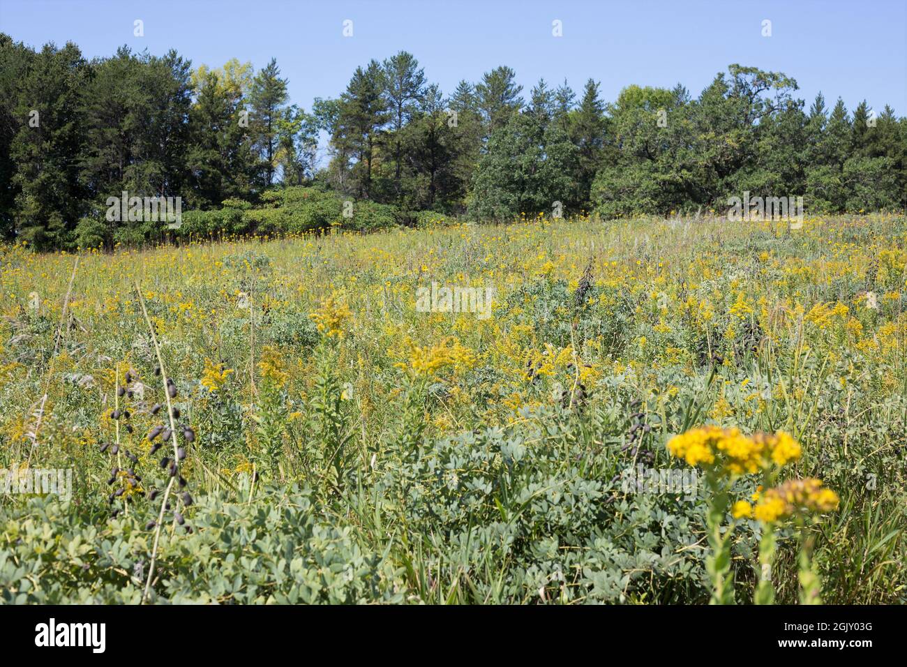 Prairie grasses and wildflowers growing in September in Minnesota Stock ...