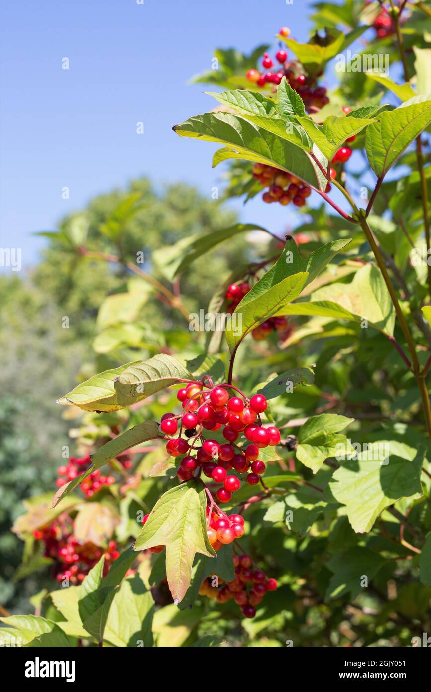 Viburnum trilobum 'JN Select' shrub with red berries Stock Photo - Alamy
