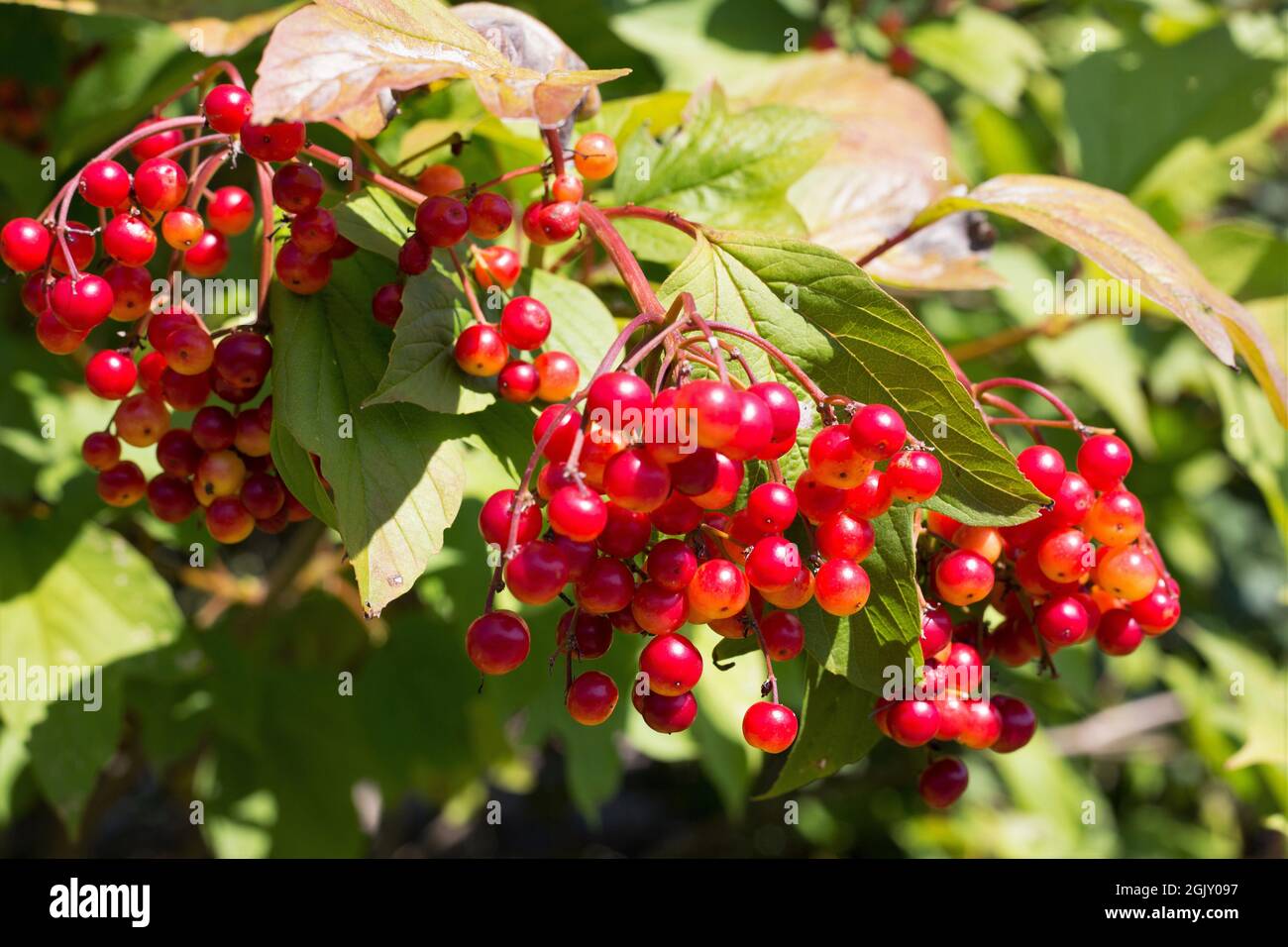 Viburnum trilobum 'JN Select' shrub with red berries Stock Photo - Alamy