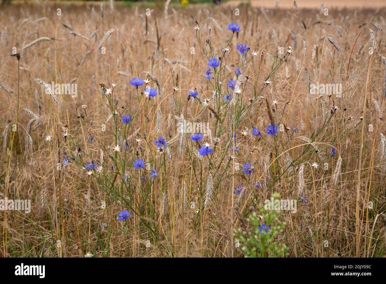 Corn flowers hi-res stock photography and images - Alamy