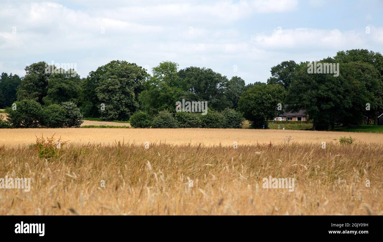 Rural landscape in eastern part of Dutch province Overijssel Stock ...
