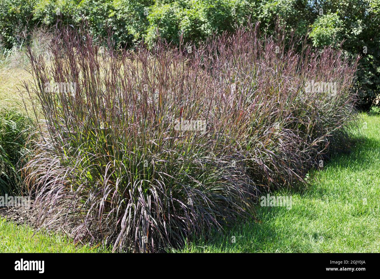 Panicum virgatum 'Ruby ribbons' switchgrass Stock Photo - Alamy