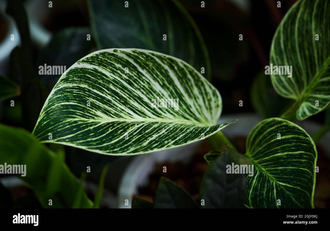 Pattern forest hi-res stock photography and images - Alamy