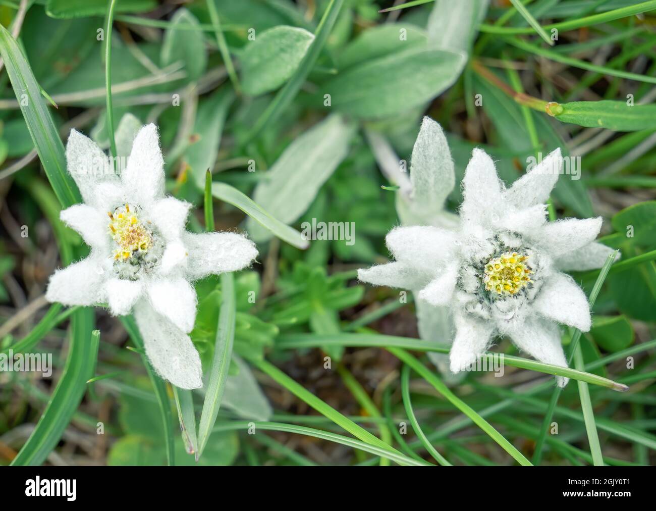 Two mountain alpine flowers Leontopodium alpinum (Edelweiss) in Bucegi ...