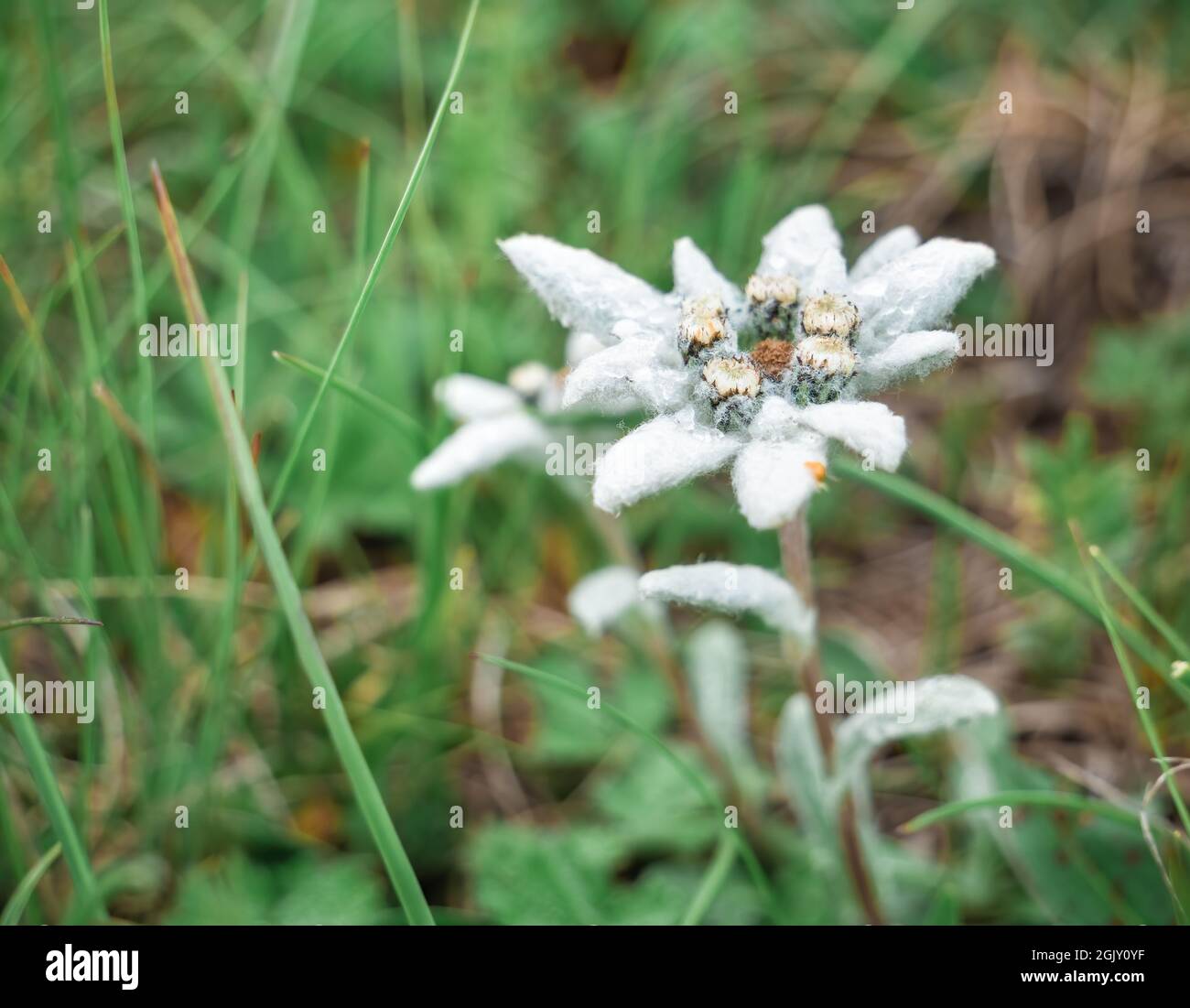 One single isolated mountain alpine flower Leontopodium alpinum ...