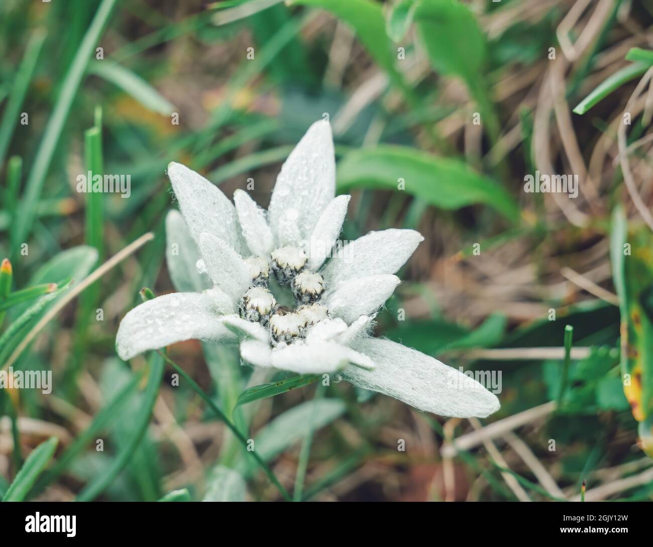 One single isolated mountain alpine flower Leontopodium alpinum ...