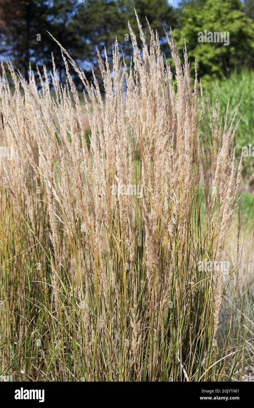 Calamagrostis x acutiflora 'Hello Spring' feather reed grass Stock ...