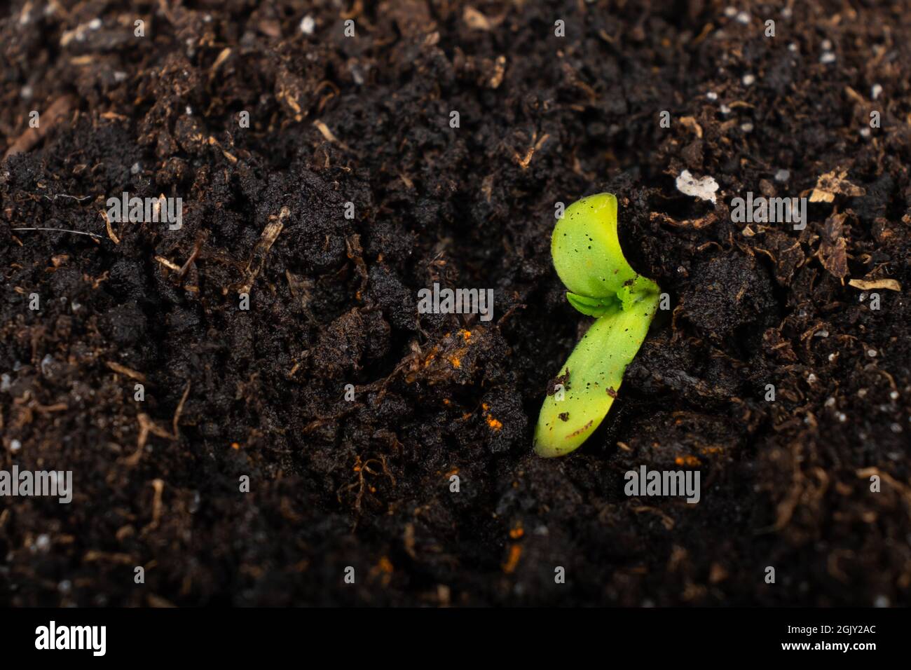 green cannabis sprout in the ground, small marijuana plant Stock Photo ...