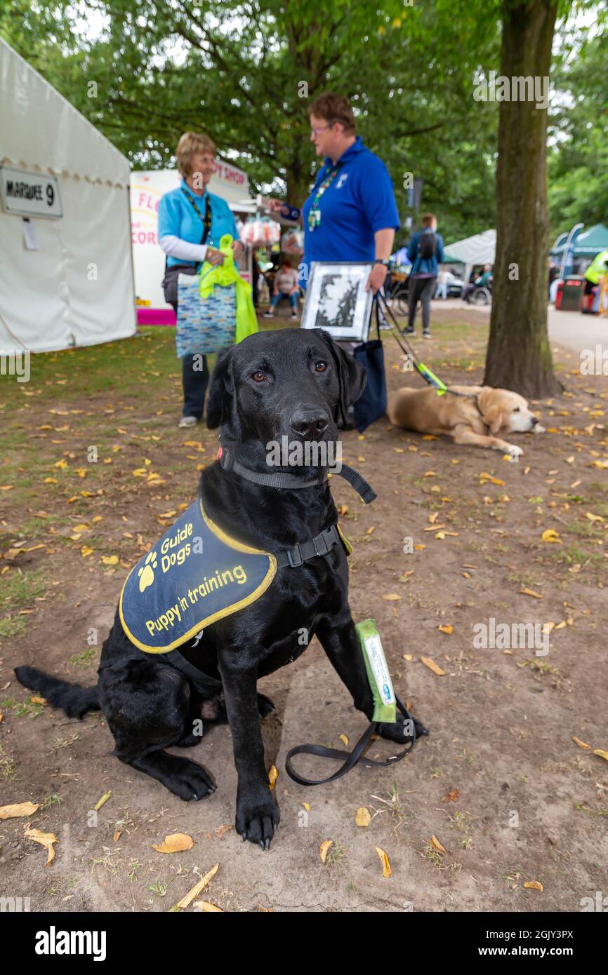 Guide dog uk 2021 hi-res stock photography and images - Alamy