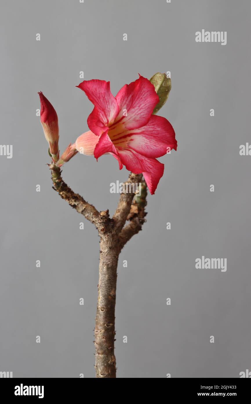 Adenium, desert rose plant Stock Photo - Alamy