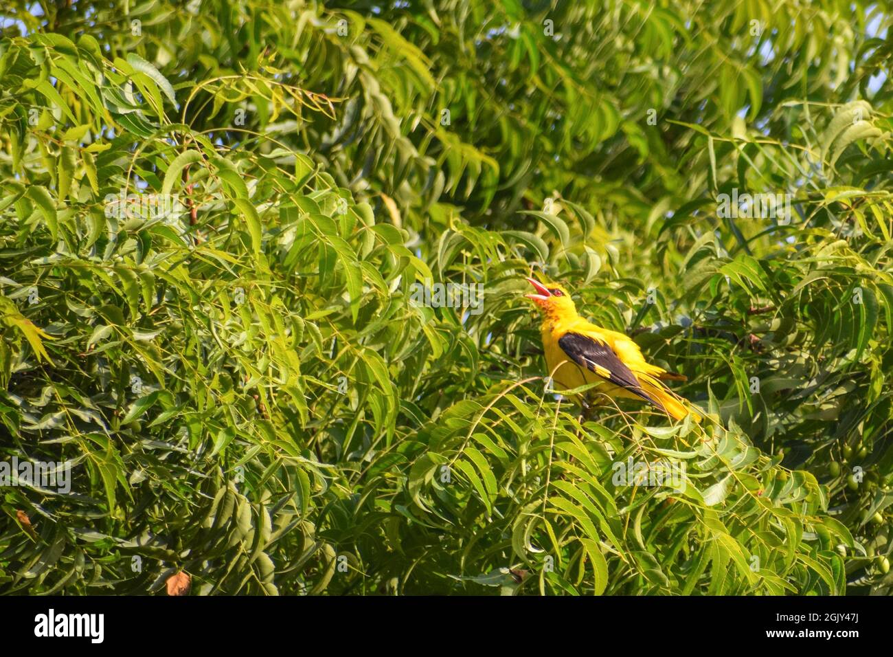 The beautiful yellow Eurasian golden oriole with black wings perching ...