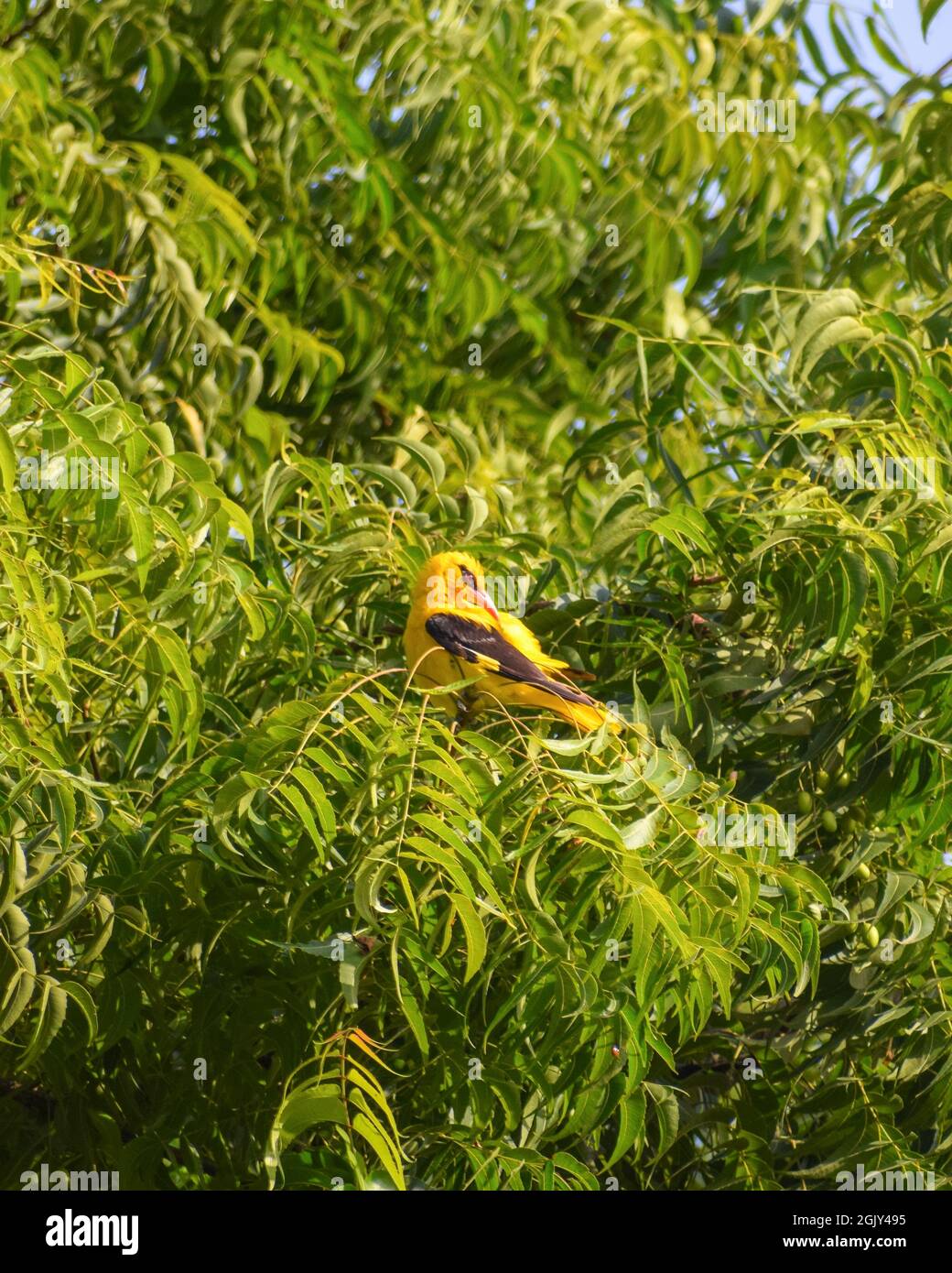 The beautiful yellow Eurasian golden oriole with black wings perching ...