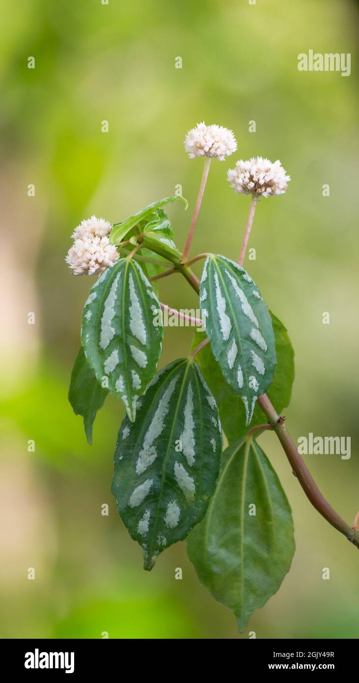 aluminum plant or watermelon pilea with white flowers, tropical fast ...