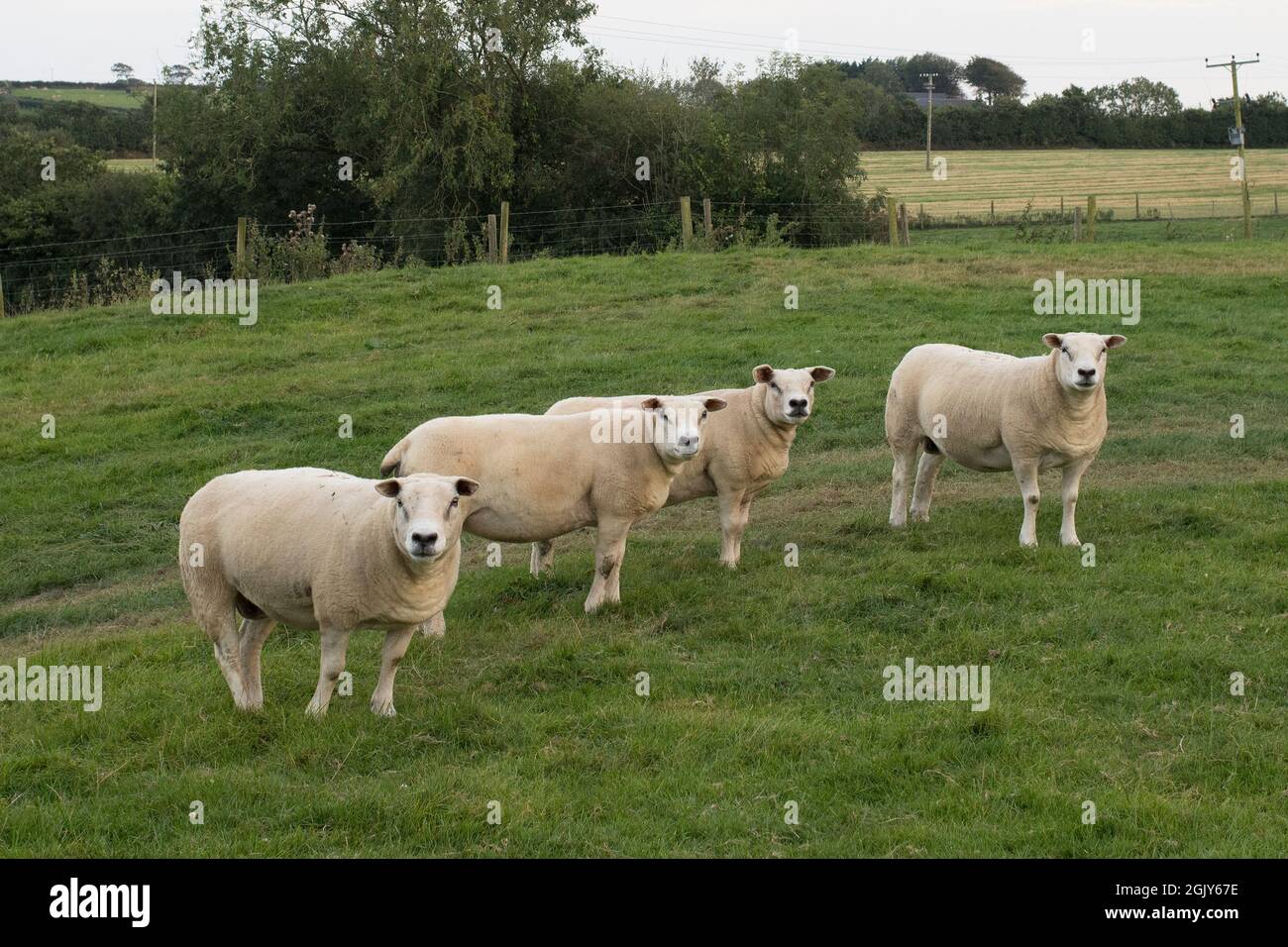 The Texel sheep originated on the island of Texel off the north coast ...