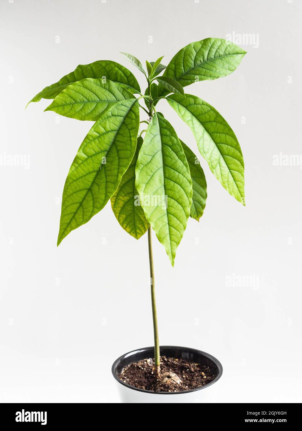 Home-grown avocado with green leaves from seed on white background ...
