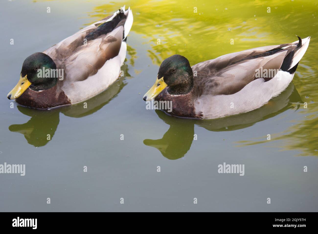 Two cute ducks hi-res stock photography and images - Alamy