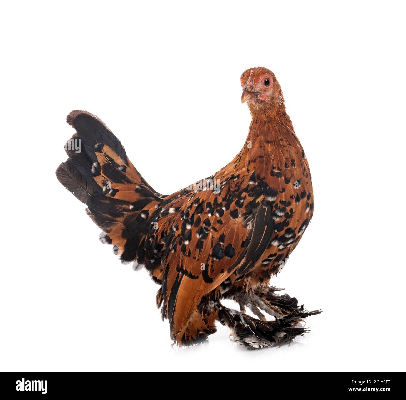 Booted Bantam in front of white background Stock Photo - Alamy