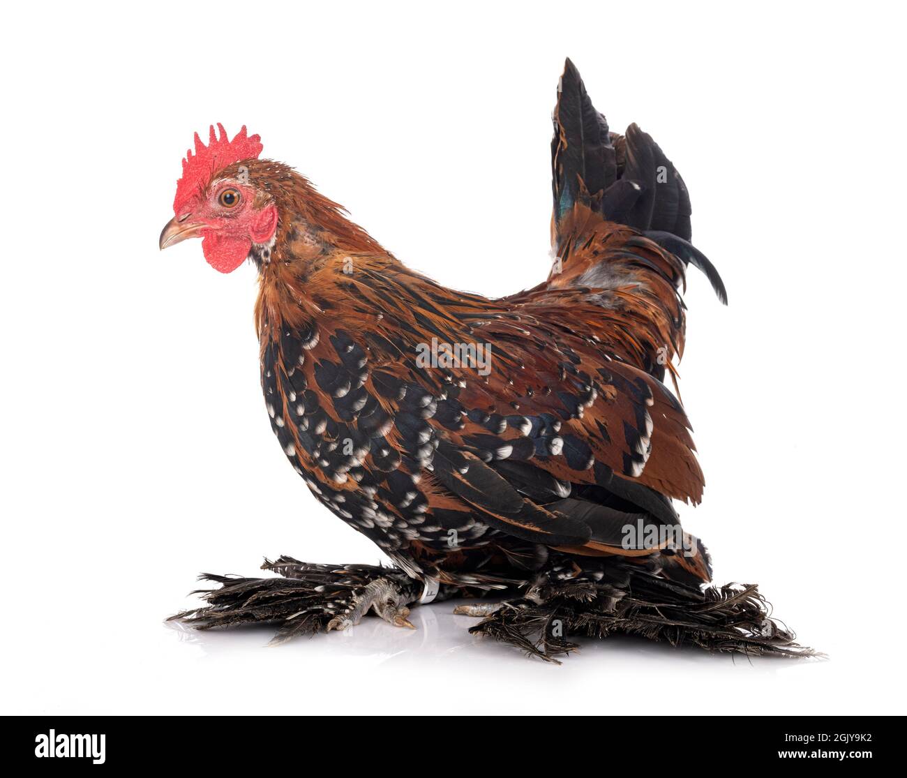 Booted Bantam in front of white background Stock Photo - Alamy