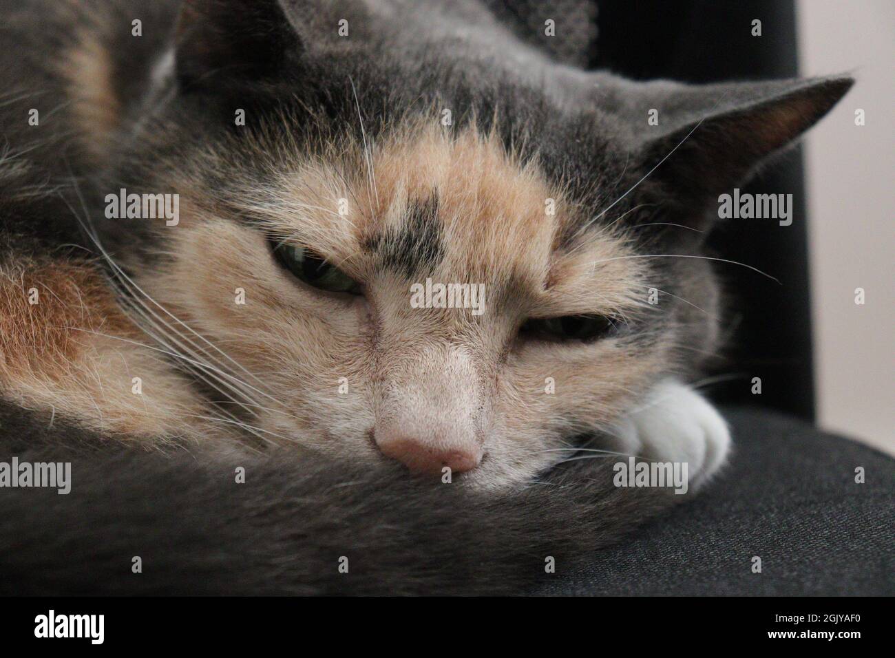 A sleeping cate Curled up into a ball Stock Photo - Alamy