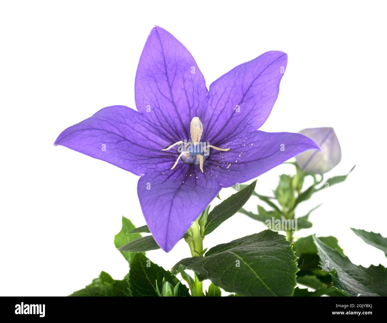 Platycodon grandiflorus in front of white background Stock Photo - Alamy
