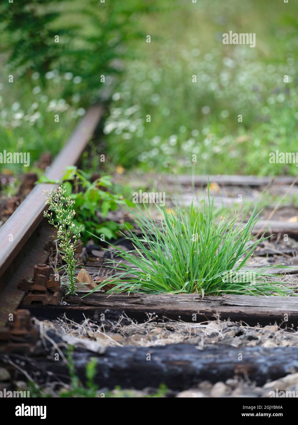 Old track overgrown with grass Stock Photo - Alamy