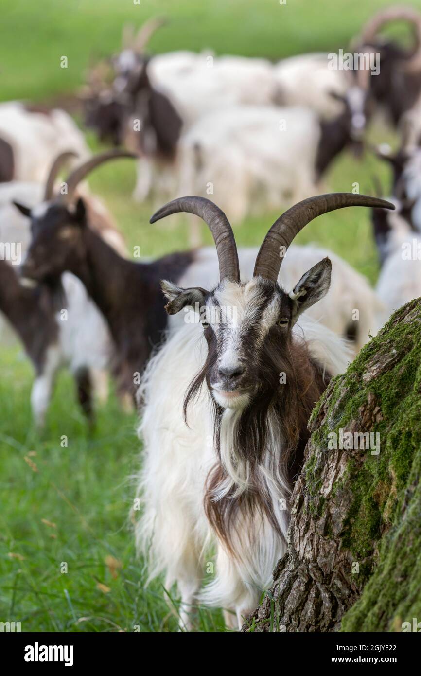 Rare breed goat hi-res stock photography and images - Alamy