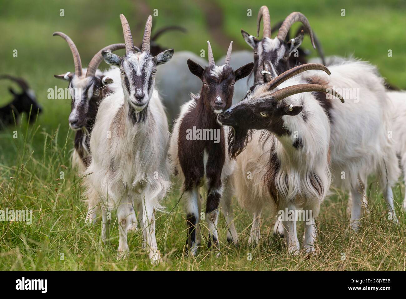 Bagot goats (Capra aegagrus hircus), Levens Park, Cumbria, UK Stock ...