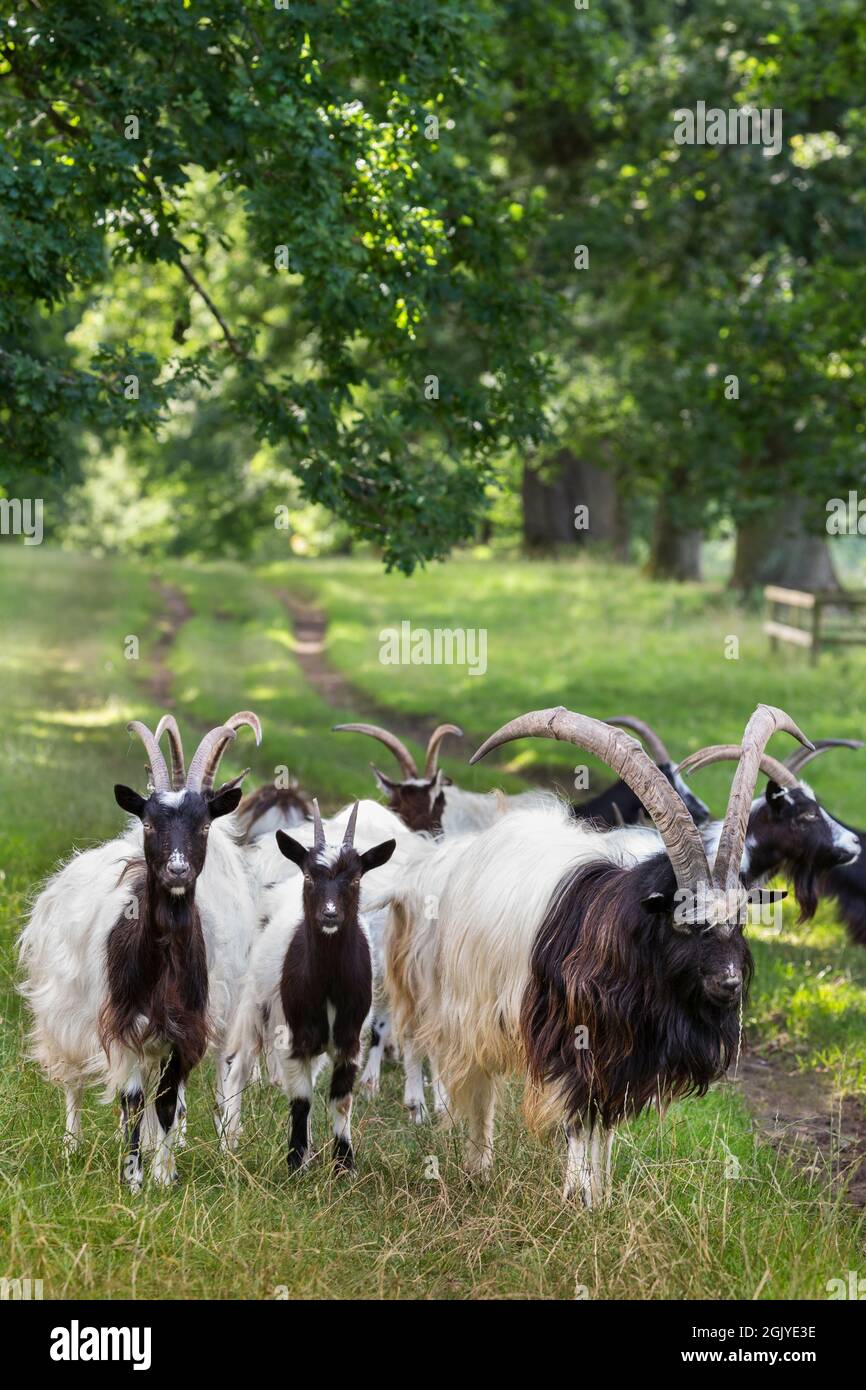 Bagot goats (Capra aegagrus hircus), Levens Park, Cumbria, UK Stock ...