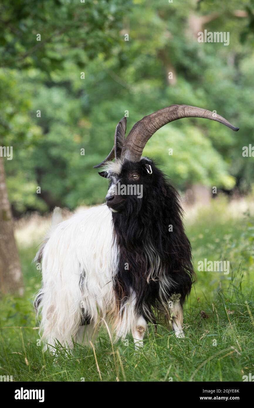 Rare breed goat hi-res stock photography and images - Alamy