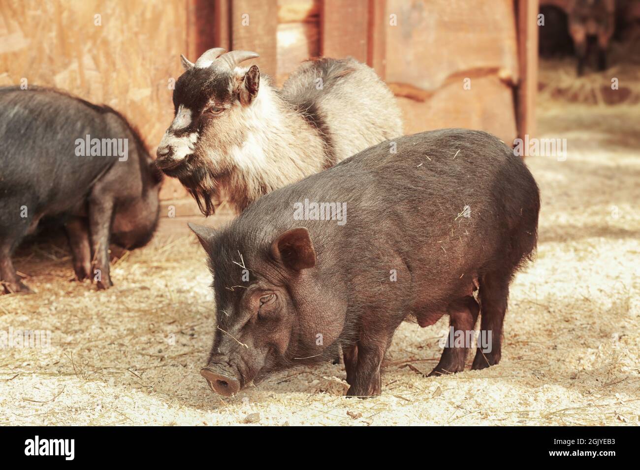 Cute funny pig and goat in zoological garden Stock Photo - Alamy