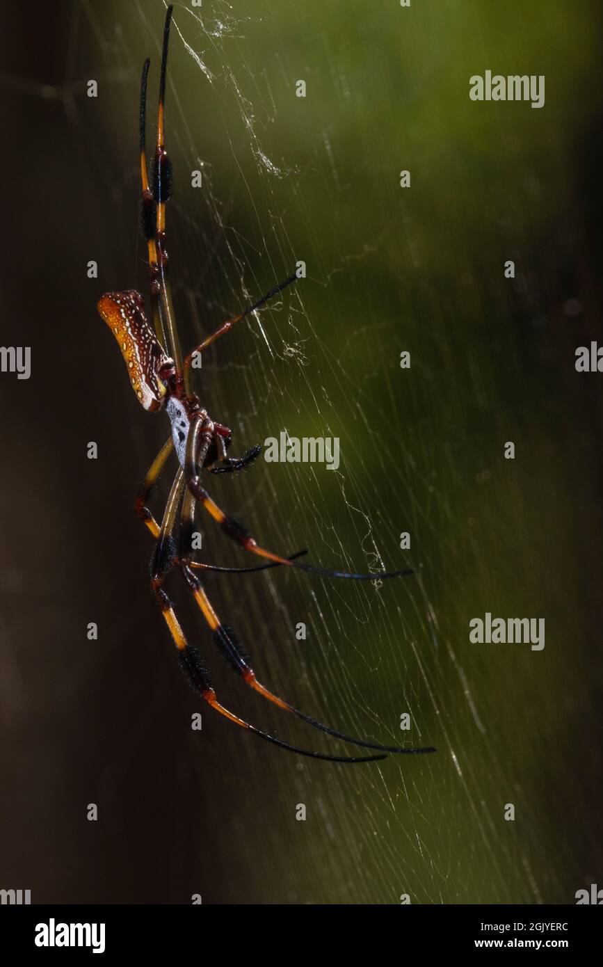 A golden silk orb weaver spider sits at the center of its web in ...
