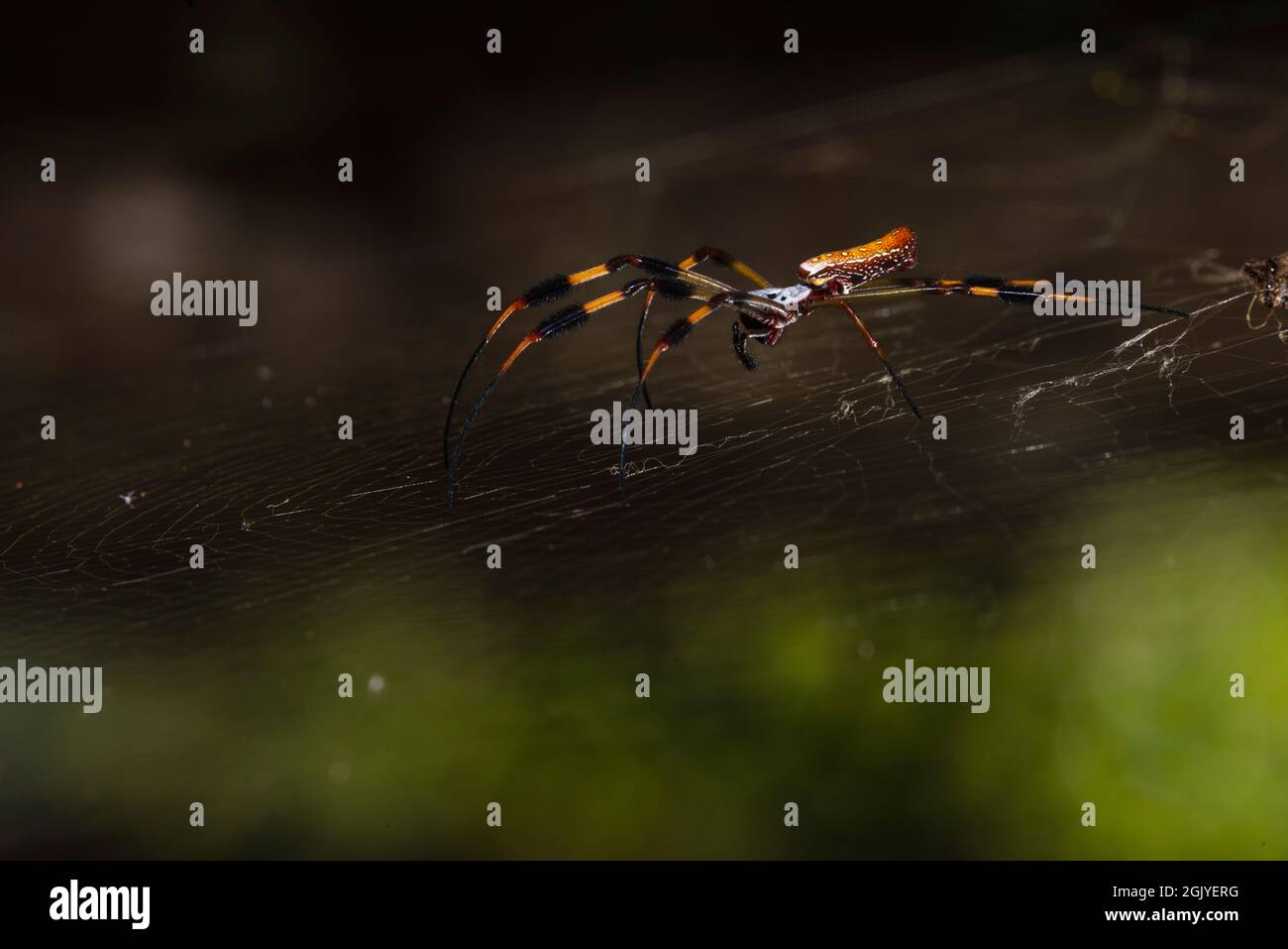 A golden silk orb weaver spider sits at the center of its web in ...