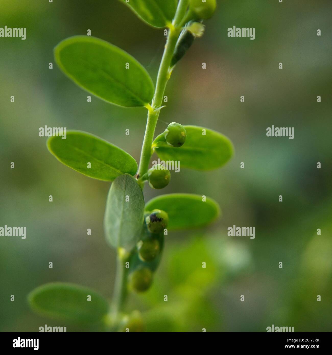 A selective shot of a gale of the wind (Phyllanthus niruri) in the ...