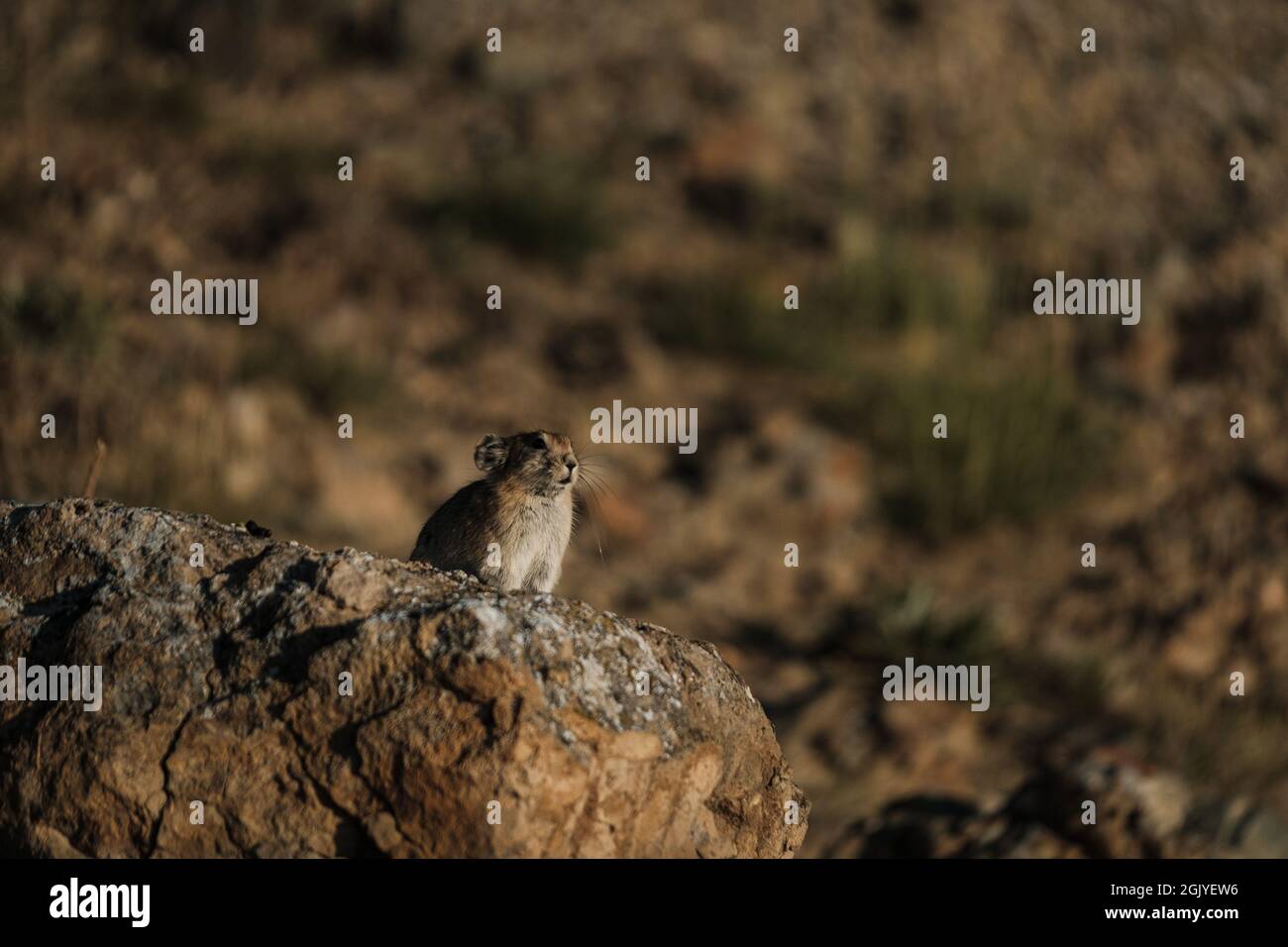 A gopher in the mountains cautiously peeks out from behind a rock Stock ...