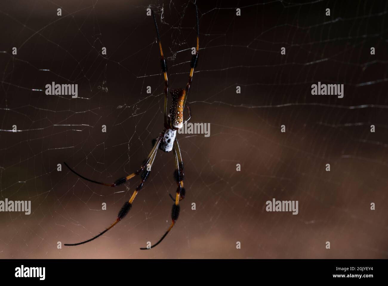 A golden silk orb weaver spider sits at the center of its web in ...