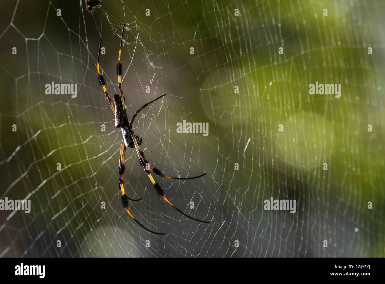 A golden silk orb weaver spider sits at the center of its web in ...