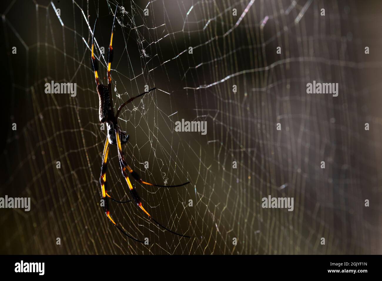 Golden spider web hi-res stock photography and images - Alamy