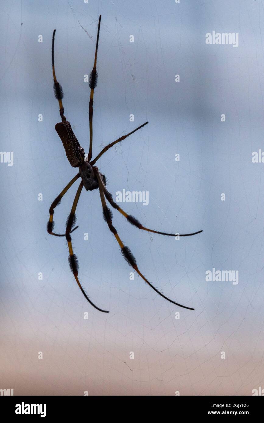 A golden silk orb weaver spider sits at the center of its web in ...