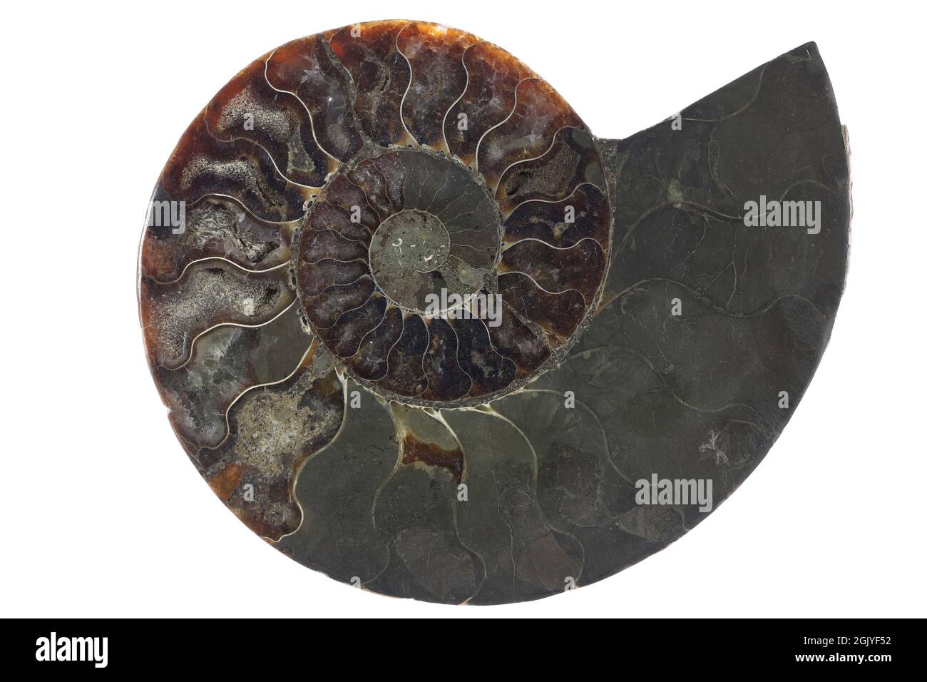 half cut ammonite from Madagascar isolated on white background Stock ...