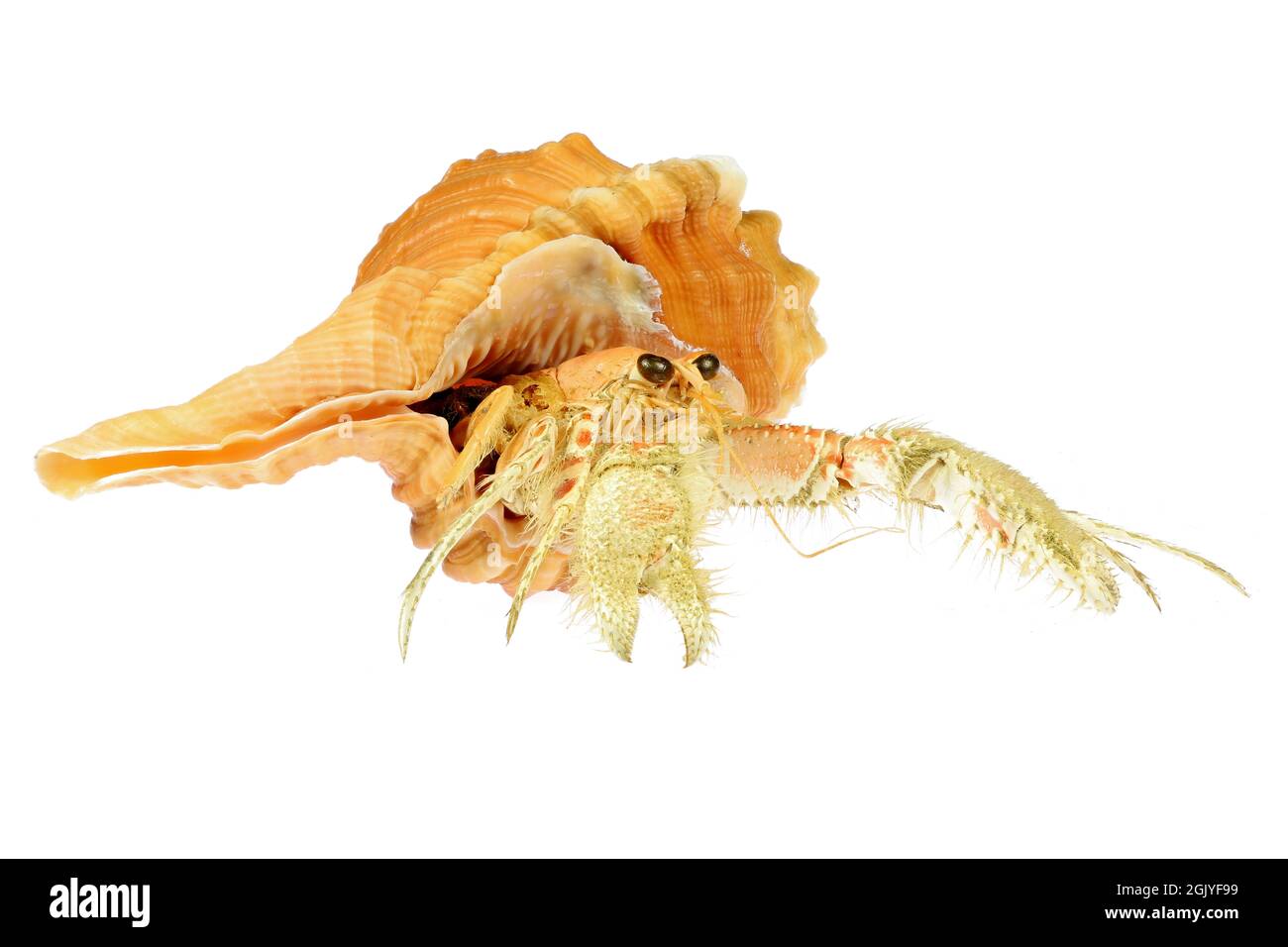 hermit crab (dardanus sp.) in pear triton (Cymatium pyrum) from ...