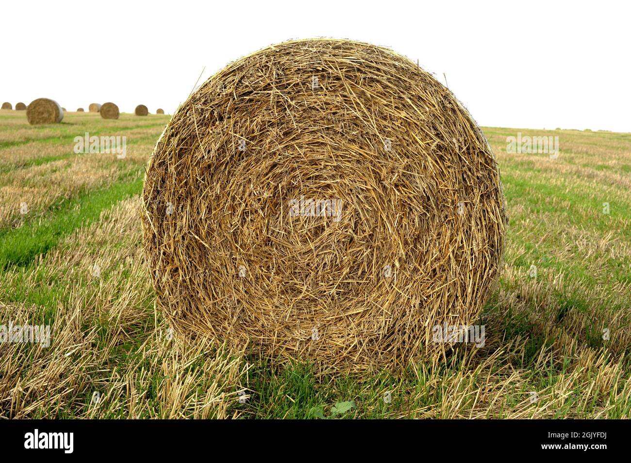 Stroh gras hi-res stock photography and images - Alamy