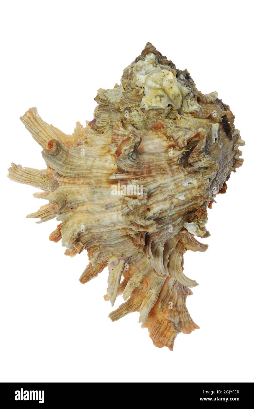 Dakar africa Cut Out Stock Images & Pictures - Alamy