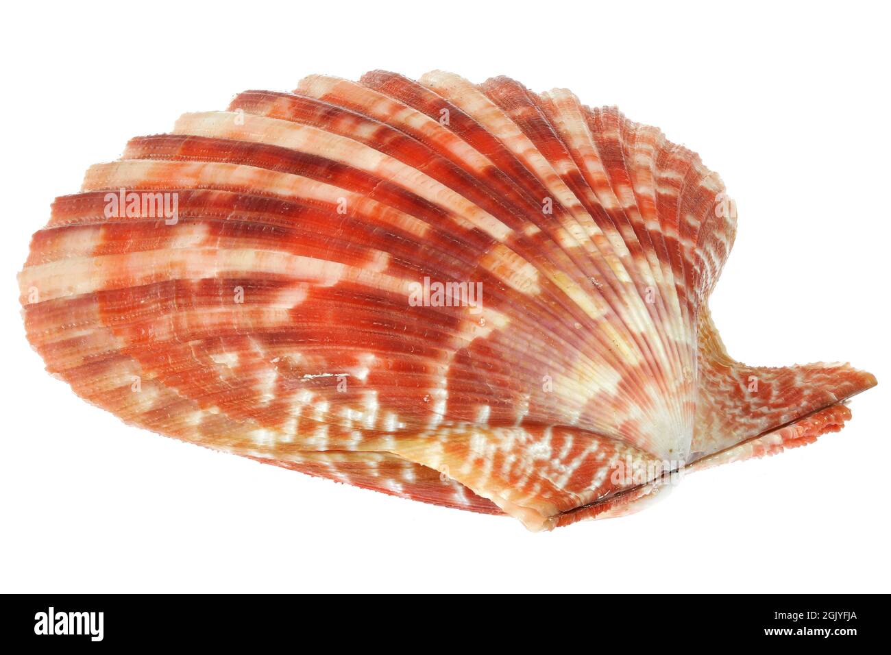 bivalve saltwater clam (Mimichlamys sanguinea) from Bantayan ...