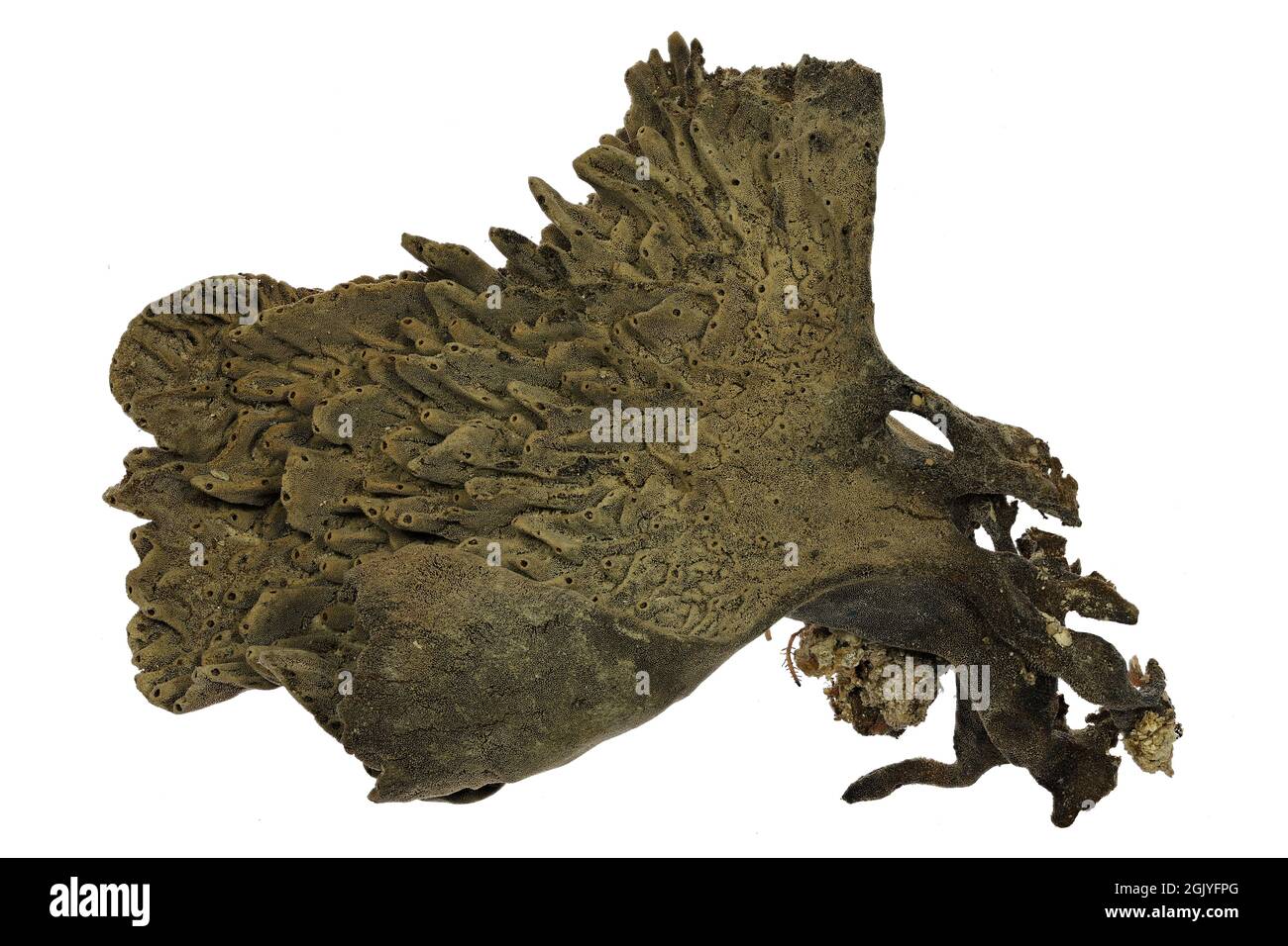 Sponge porifera philippines hi-res stock photography and images - Alamy