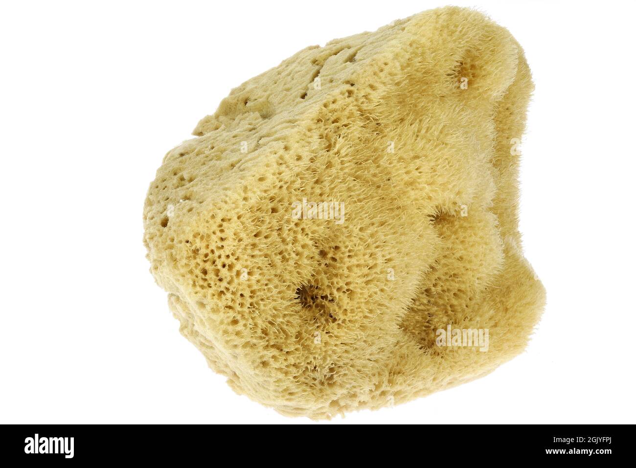natural sponge from Kalymnos, Greece isolated on white background Stock ...