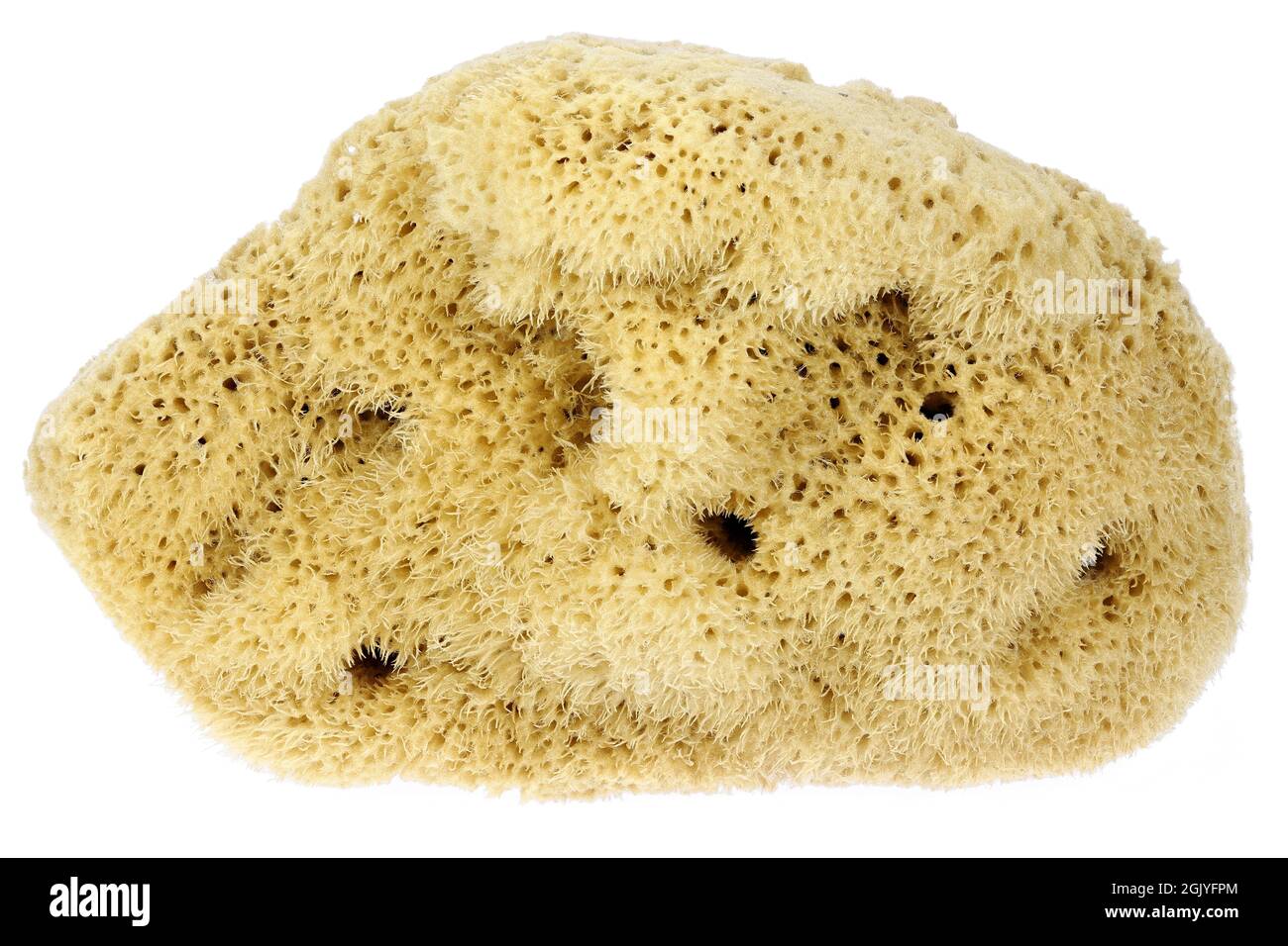 natural sponge from Kalymnos, Greece isolated on white background Stock ...