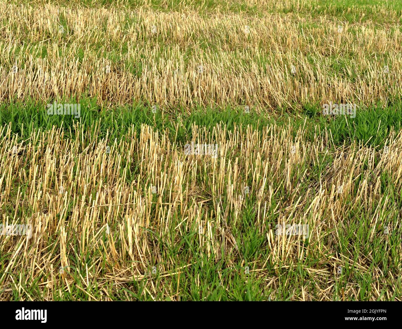 Stroh hi-res stock photography and images - Alamy