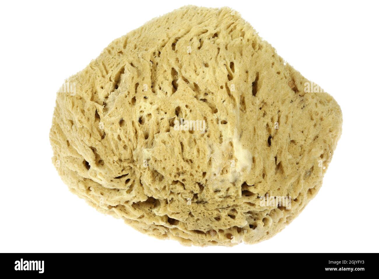 natural sponge from Kalymnos, Greece isolated on white background Stock ...