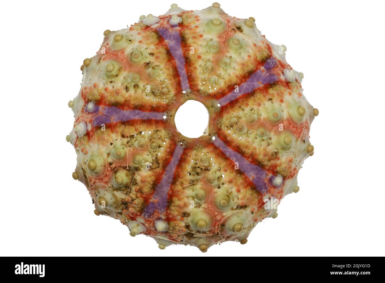 sea urchin (Coelopleurus maillardi) from Cebu, Philippines isolated on ...