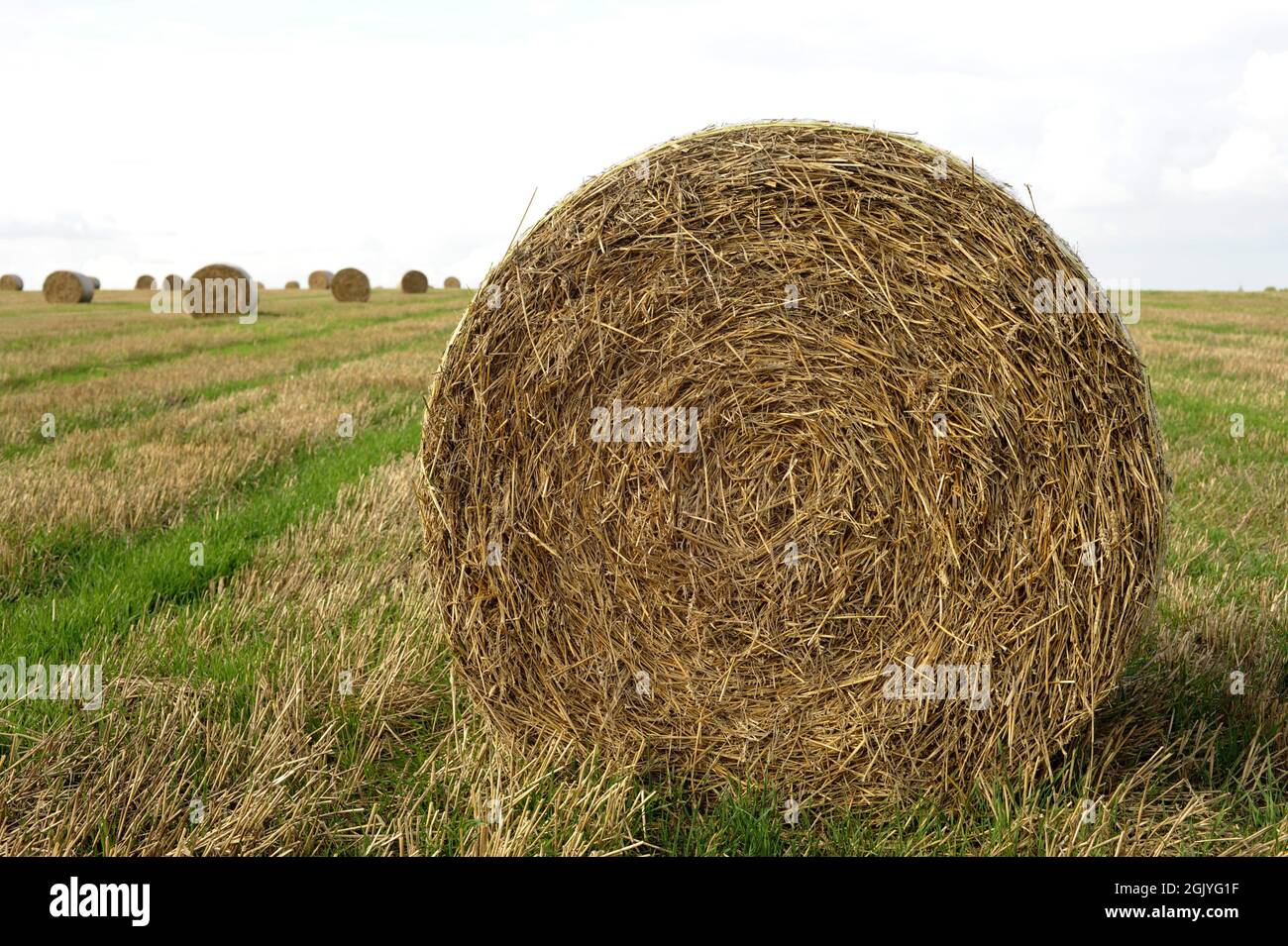 Stroh gras hi-res stock photography and images - Alamy
